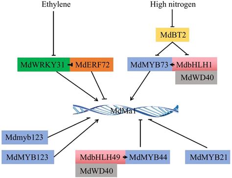 Upstream Regulators Of Major Gene Ma1 Regulating Apple Fruit Acidity