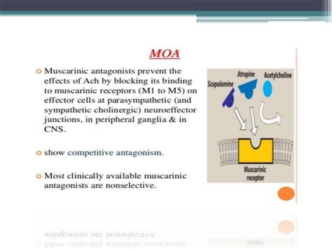 Parasympatholytic Drugs Pptx Eye And Vision Conditions Diseases