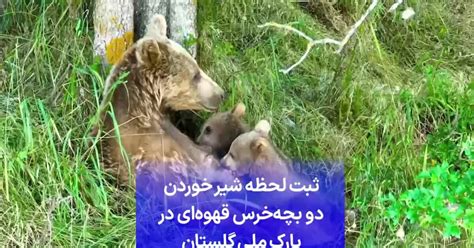 ثبت لحظه شیر خوردن دو بچه‌خرس قهوه‌ای در پارک ملی گلستان