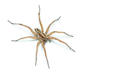 Spiders Vs Insects The Key Differences BugTech Pest Control