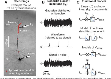 Figure 1 From Systems Based Analysis Of Dendritic Nonlinearities Reveals Temporal Feature
