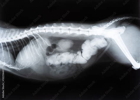 Cat With Bowel Or Intestinal Obstruction X Ray Image Or Radiography