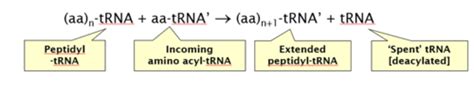 Synthesis Of Polypeptides Flashcards Quizlet
