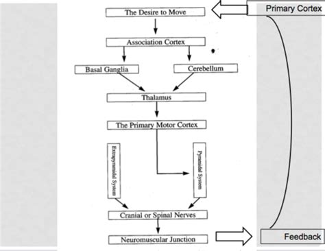 Lecture 4 Motor Speech Planning And Programming Flashcards Quizlet
