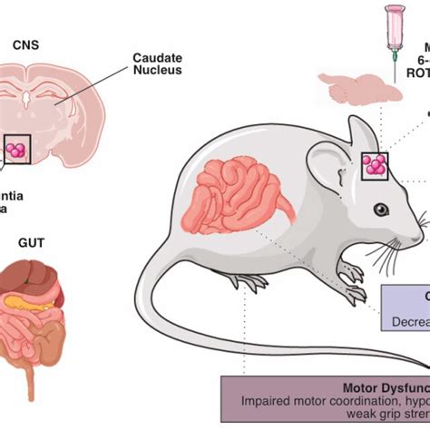 Schematic Representation Of The Main Physiological And Behavioral