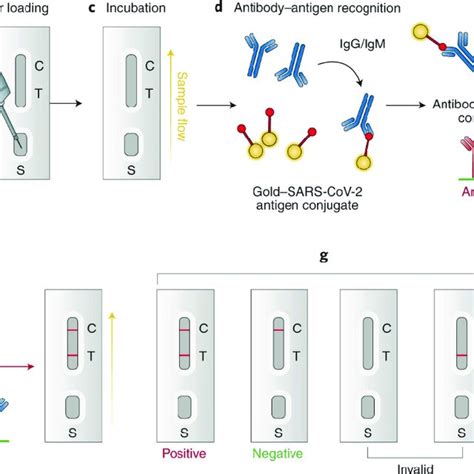 Antigen Detection Associated With The Sars Cov 2 Virus Reprinted With