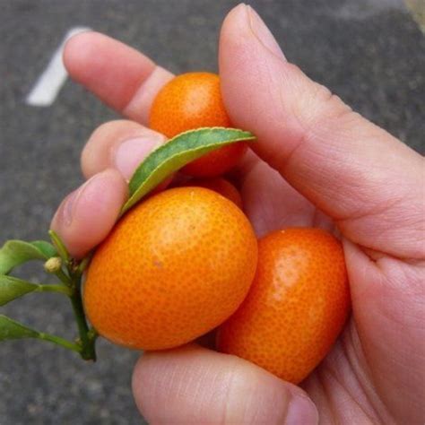 Bibit Jeruk Nagami Jual Bibit Jeruk Nagami Harga Terbaik 2022