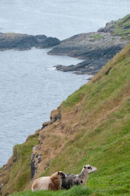 Premium Photo Sheep Ram On The Blue Sea And Grass Background