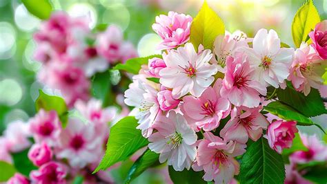 Музыка лечит сердце и сосуды🌸 Успокаивающая музыка восстанавливает ...