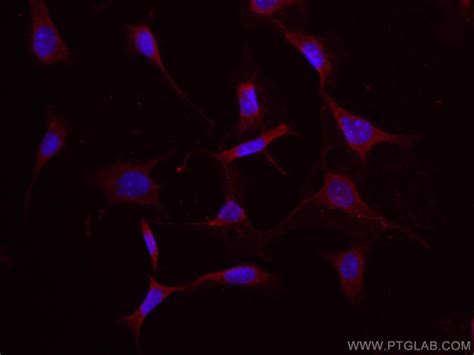 osteocalcin polyclonal antibody coralite® 594 cl59423418100ul