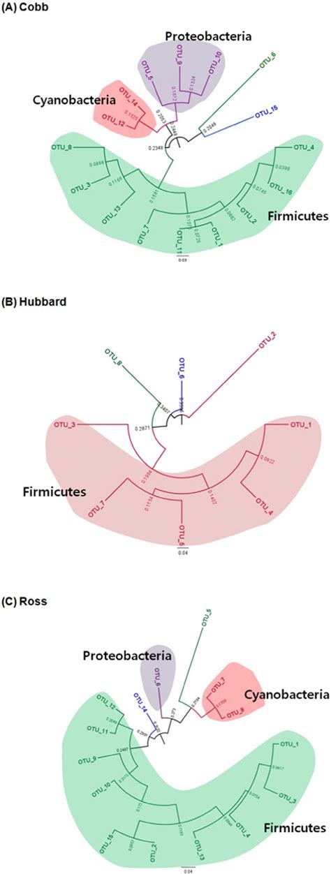 Intestinal Ileum Bacterial Beta Diversity At The Phylum Level Among All