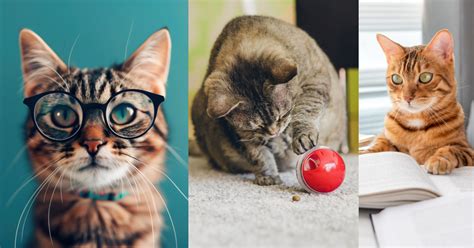 The Most Intelligent Cats A Guide To The Smartest Domestic Cat Breeds