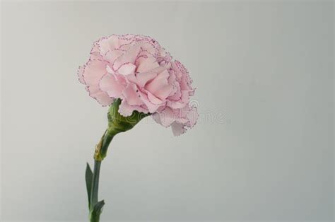 Flor P Rpura Hermosa Del Clavel Aislada En El Fondo Blanco Imagen De Archivo Imagen De Clavel