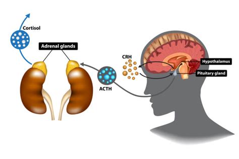 Hpa Axis Dysfunction Explained The Facts You Need To Know