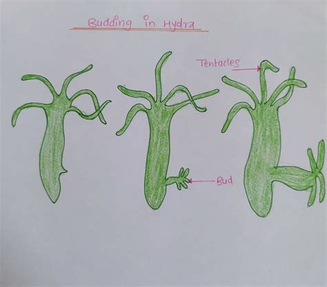 Labelled Diagram Of Budding In Hydra