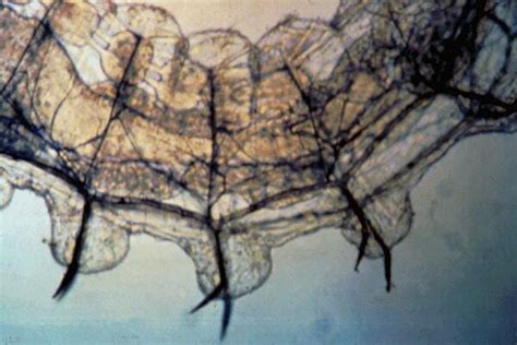 Description Rice Water Weevil