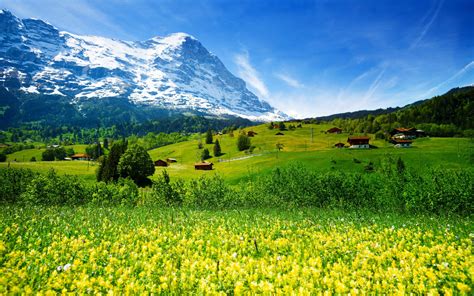 스위스 산 초원 야생화 자연의 고품질 배경 화면시사