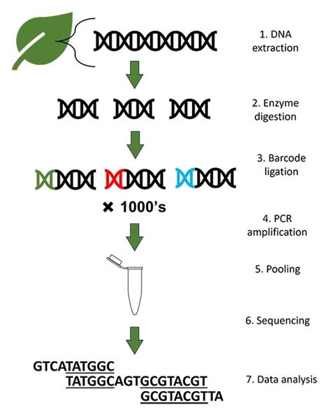 From Leaf To Gtaccg Sequencing Dna From Physocarpus Denver Botanic