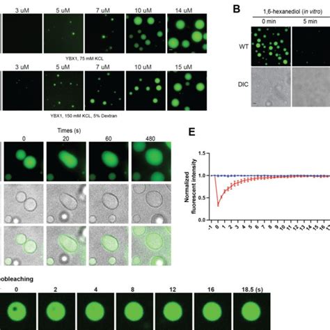 PDF Selective Sorting Of MicroRNAs Into Exosomes By Phase Separated