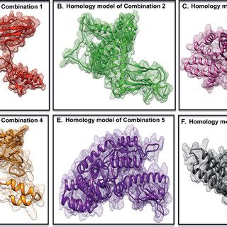 Homology Model Development Tertiary Structure For The Different