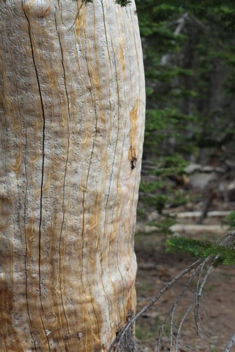 Captura Vertical De Un Tronco De árbol Desnudo Con Capas Verticales De Color Naranja Blanco