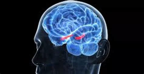Hippocampus Bagian Otak Yang Penting Untuk Menyimpan Memori Linimassa Id
