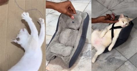 Kreatif Pasangan Kembar Cipta Kerusi Khas Untuk Kucing Dalam Kereta