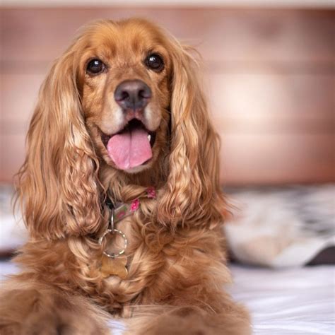 Cuanto Vale Un Cocker Spaniel Ingles