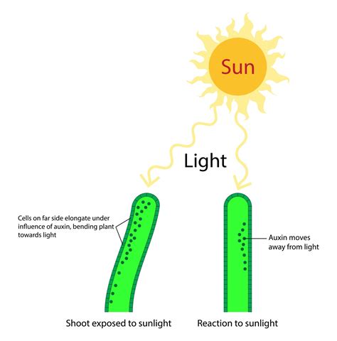 Hypertonicity Definition And Examples Biology Online Dictionary