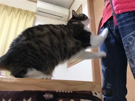 こたつテーブルの上から小学六年生の娘のズボンで爪を研ぐ猫 ゆきお r nobuホームページ のぶねこブログ