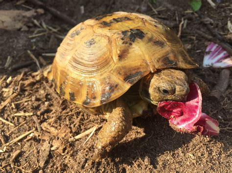 2018 Cbb Unsexed Hatchling Sulcata W Extra Or Missing Scutes