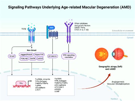 Summary Of The Pathophysiologic Mechanisms Involved In The Development