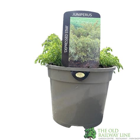 Juniperus Communis Depressed Star Conifer Plant 3ltr Pot Old