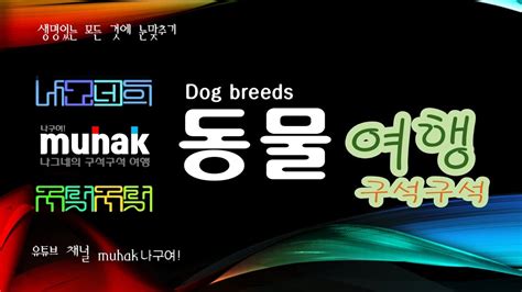 개 품종 저먼 핀셔german Pinscher Youtube