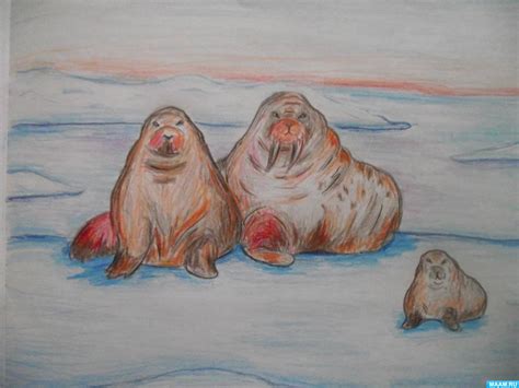 Мастер класс по рисованию цветными карандашами «Семейство моржей 8 фото Воспитателям детских