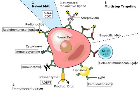 Passive Antibody Therapy Microbiotics