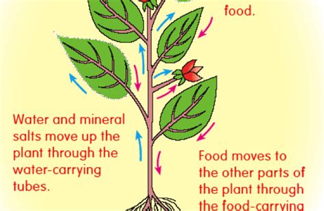 Transportation In Plants Class 10 Cbse Class Notes Online Classnotes123