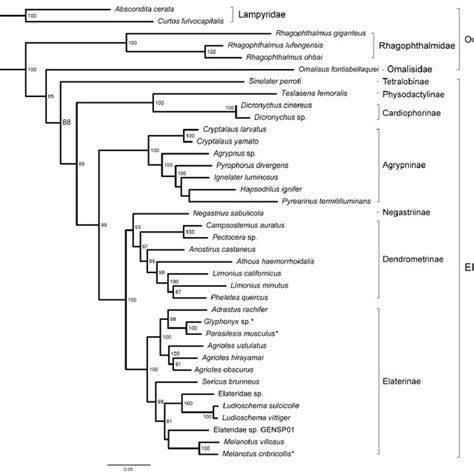 Ml Phylogenetic Tree Inferred In Iq Tree Using The Amino Acid Sequences