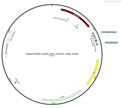 Addgene Gw1 Mcherryea Addgene Gw1 Mcherryea