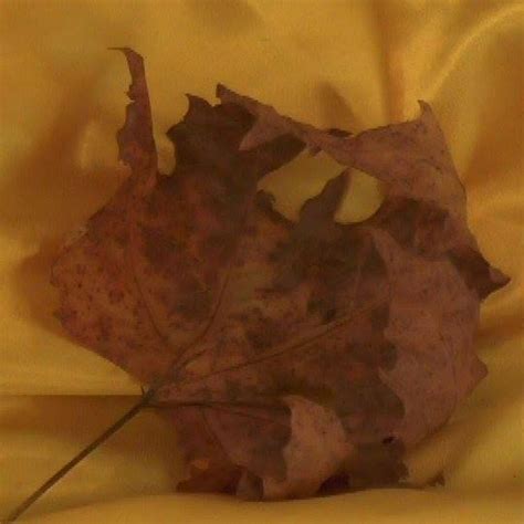 ხმელი ფოთოლი ხმელი ფოთოლი Added A New Photo