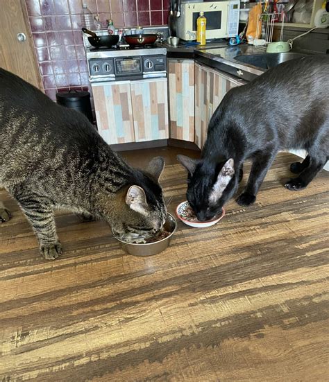 3匹の猫達に缶詰を出した結果 1匹だけが見せた「誇り高き姿」に笑ってしまう！ いつもマイペースな猫ちゃんはこちらです 4ページ目