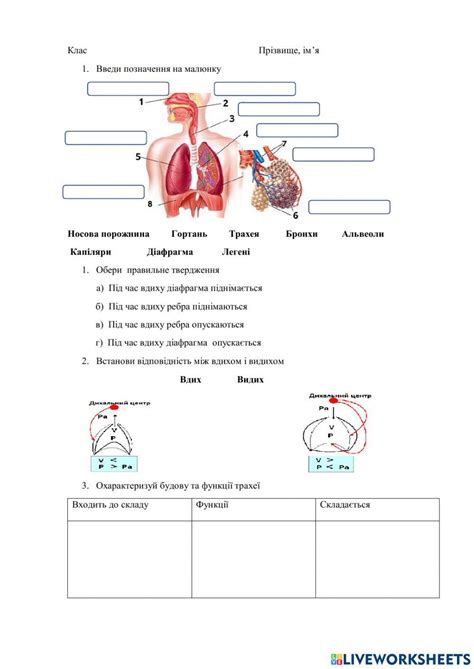 Дихальна система 2659613 Інна Liveworksheets