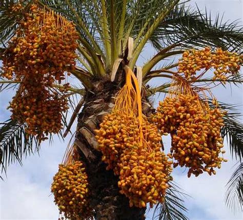 Difference Between Male And Female Date Palm Trees