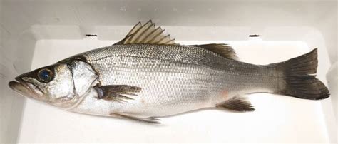 What Is Blackfin Seabass Hirasuzuki Sushi Sushiblog－sushiuniversity