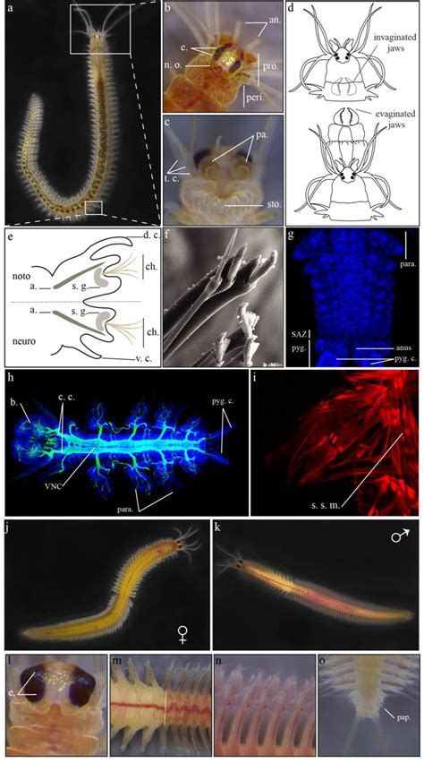 3 Anatomical Features Of Platynereis Dumerilii Atoke And Epitoke Worms