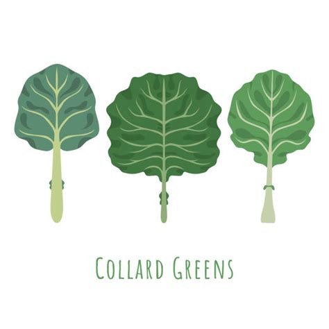 Collards Greens Illustrations Royalty Free Vector Graphics And Clip Art Istock