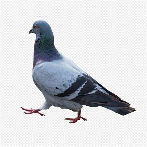 비둘기 이미지 사진 400944249 무료 다운로드