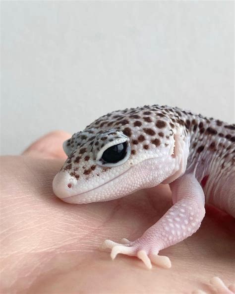 Пин от пользователя Lilit Goblin на доске Snake ~ Salamander Геккон