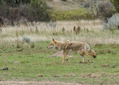 Morning Jog By Janelle Streed On Capture Dakota Coyote On The Move