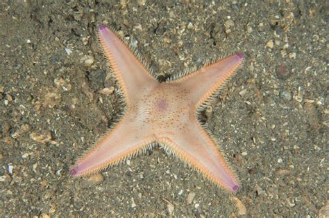 Astropecten Irregularis Only Four Arms